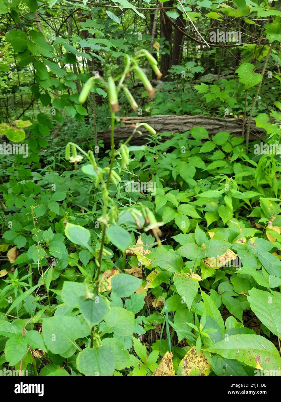 tall rattlesnake root (Nabalus altissimus Stock Photo - Alamy