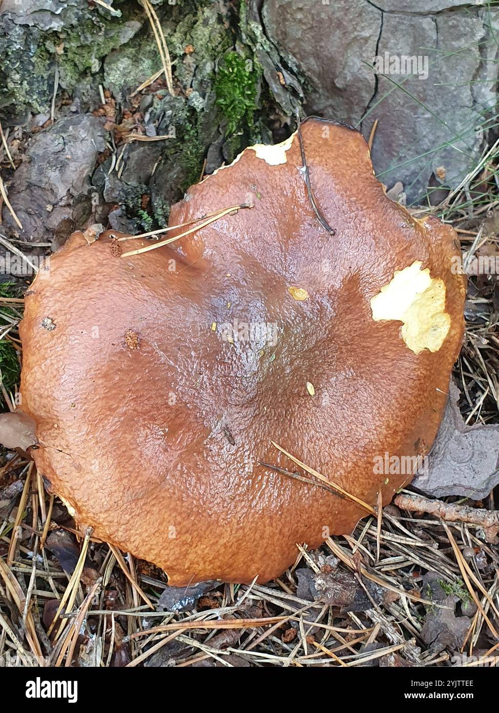 Purple-veiled Slippery Jack (Suillus luteus Stock Photo - Alamy