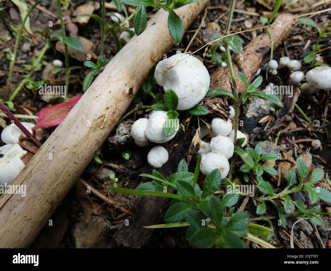 Meadow Puffball (Lycoperdon pratense Stock Photo - Alamy