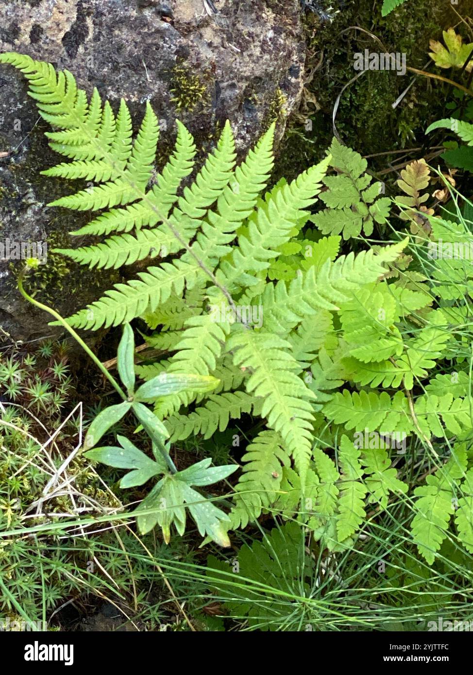 long beech fern (Phegopteris connectilis Stock Photo - Alamy