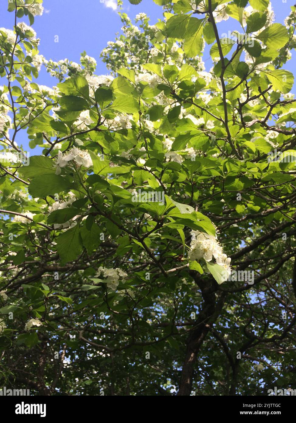 dotted hawthorn (Crataegus punctata Stock Photo - Alamy