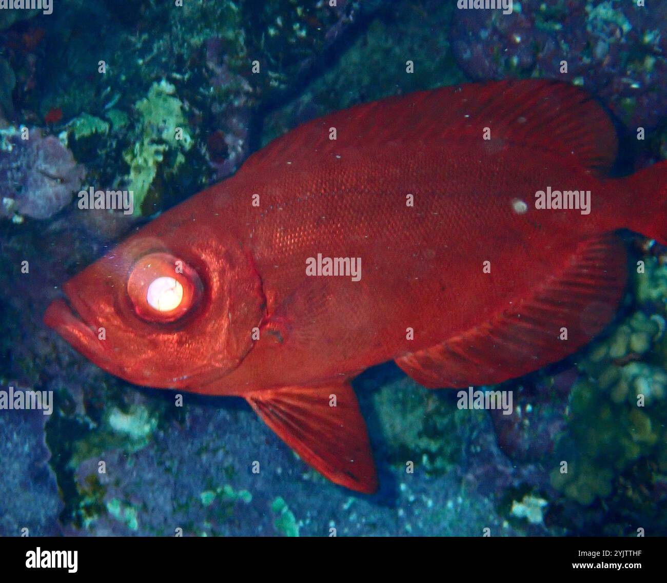 Crescent-tail Bigeye (Priacanthus hamrur Stock Photo - Alamy
