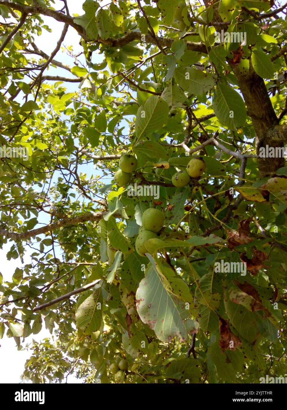 Persian walnut (Juglans regia Stock Photo - Alamy