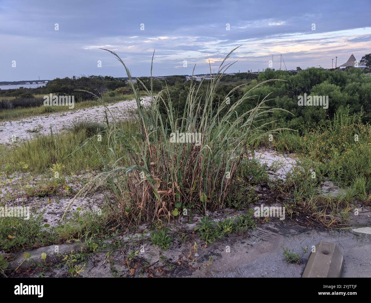 Bitter panicgrass hi-res stock photography and images - Alamy