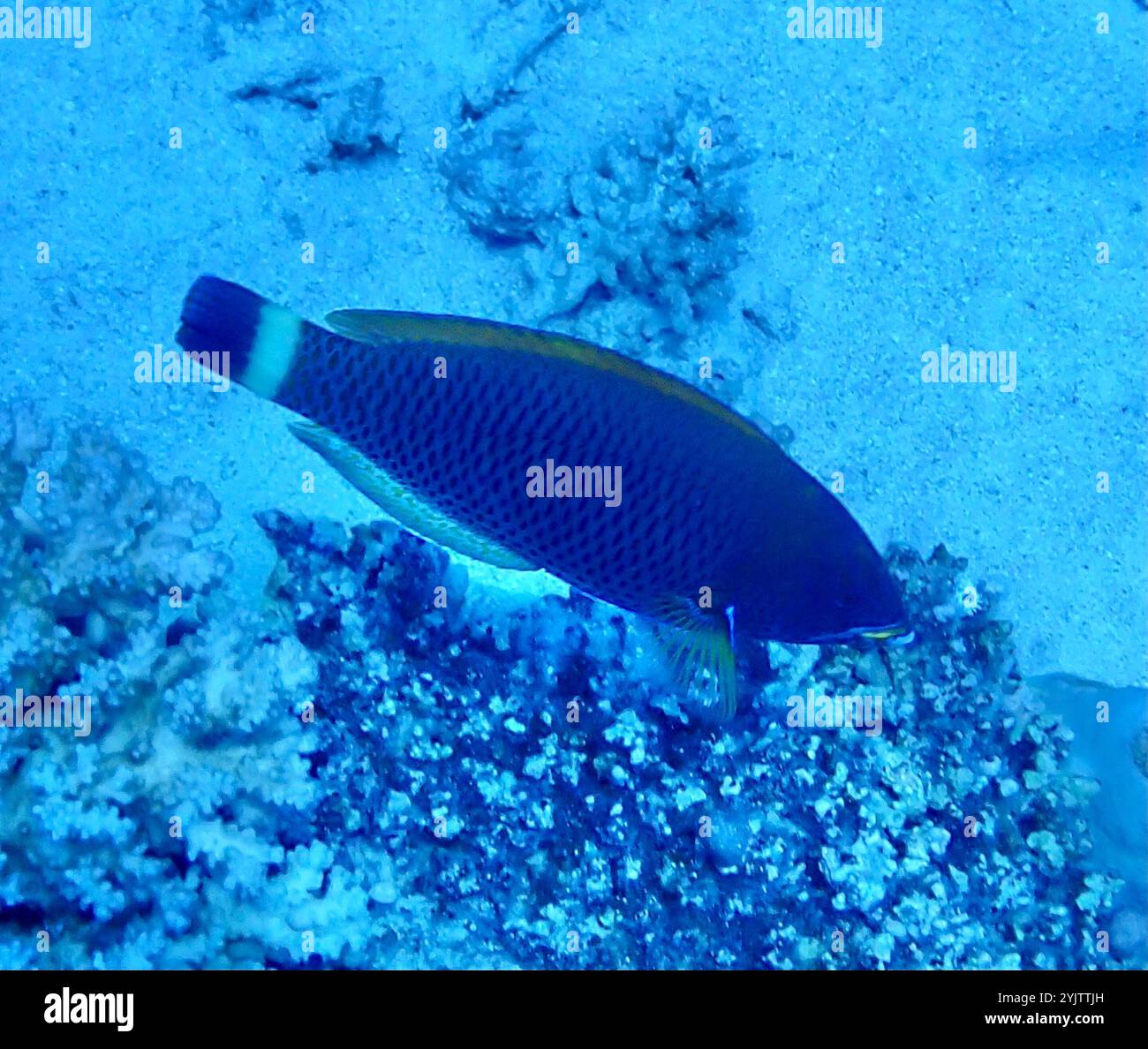 Chiseltooth Wrasse (Pseudodax moluccanus Stock Photo - Alamy