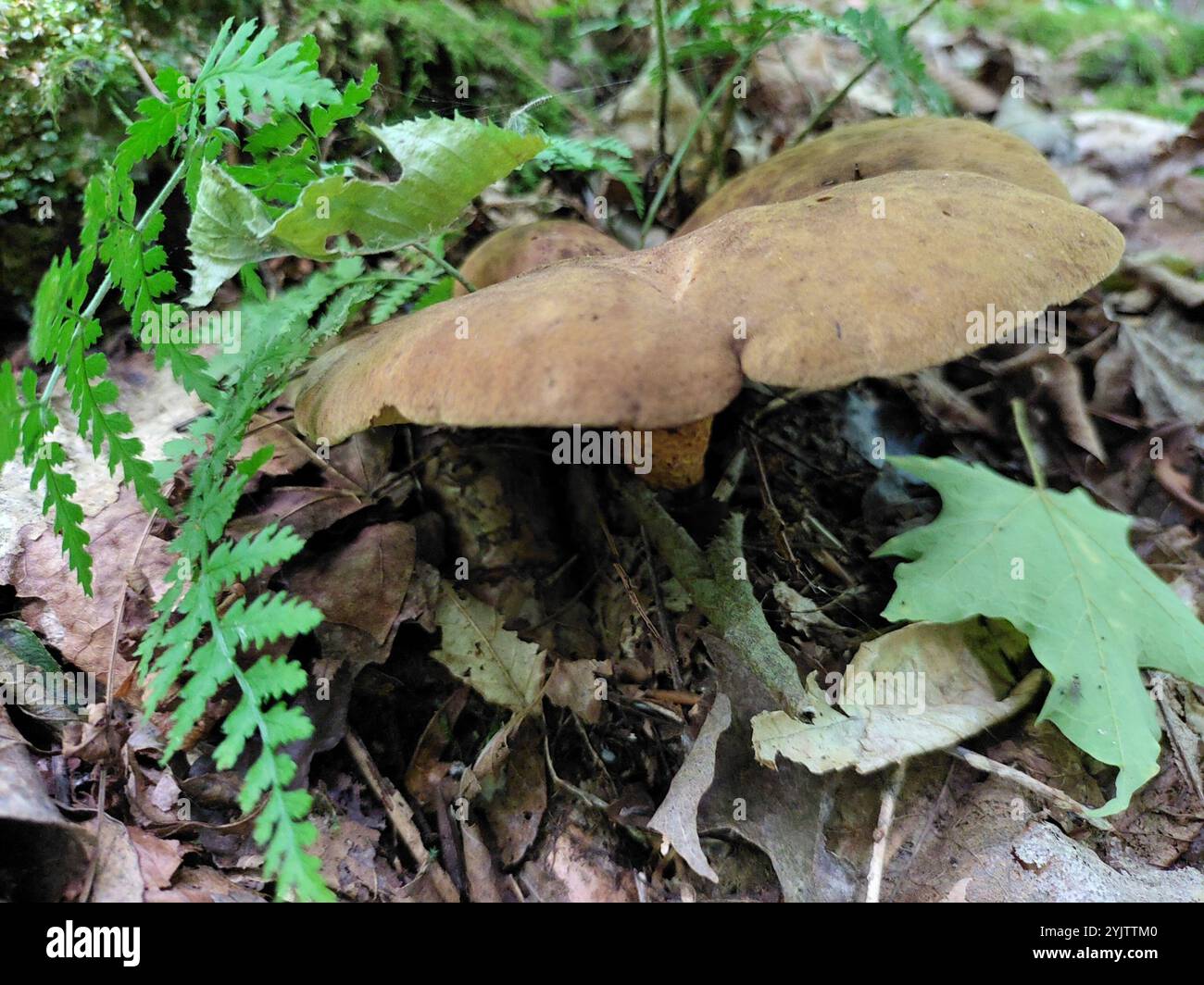 ash-tree bolete (Boletinellus merulioides Stock Photo - Alamy