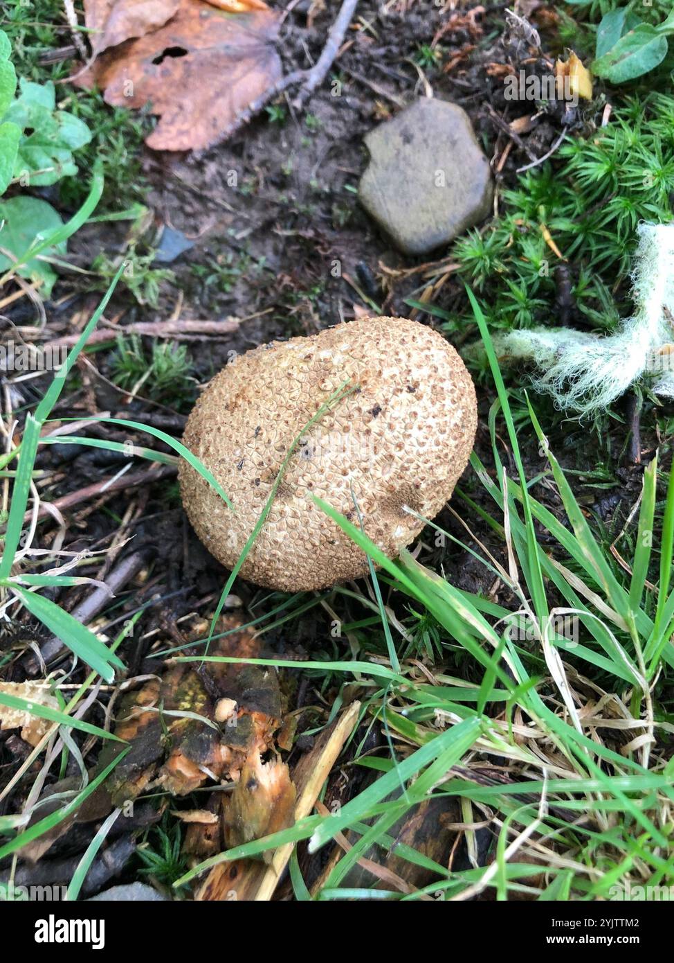 common earthball (Scleroderma citrinum Stock Photo - Alamy