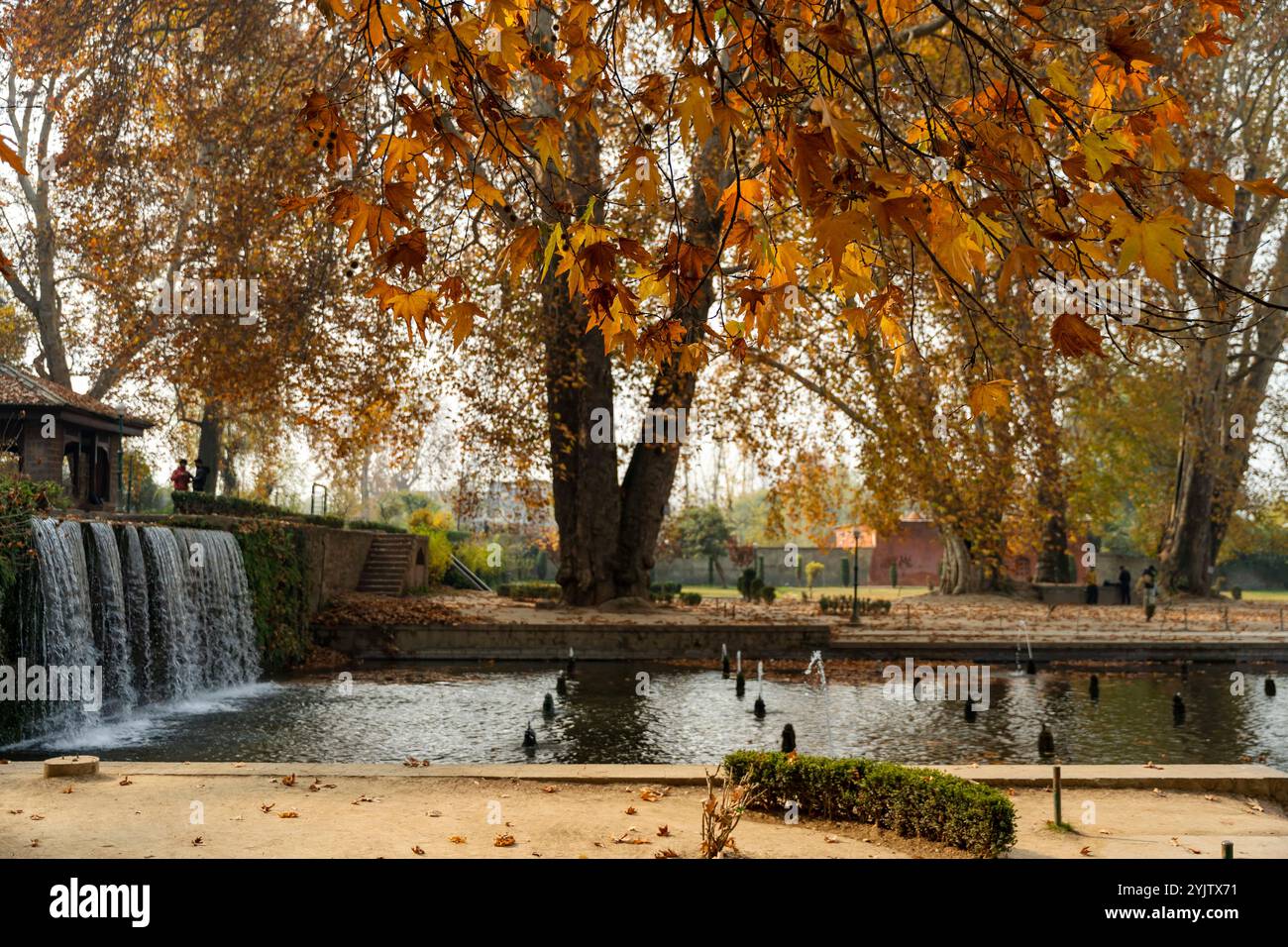 Bijbehara, India. 15th Nov, 2024. A view of vibrant orange maple leaves ...