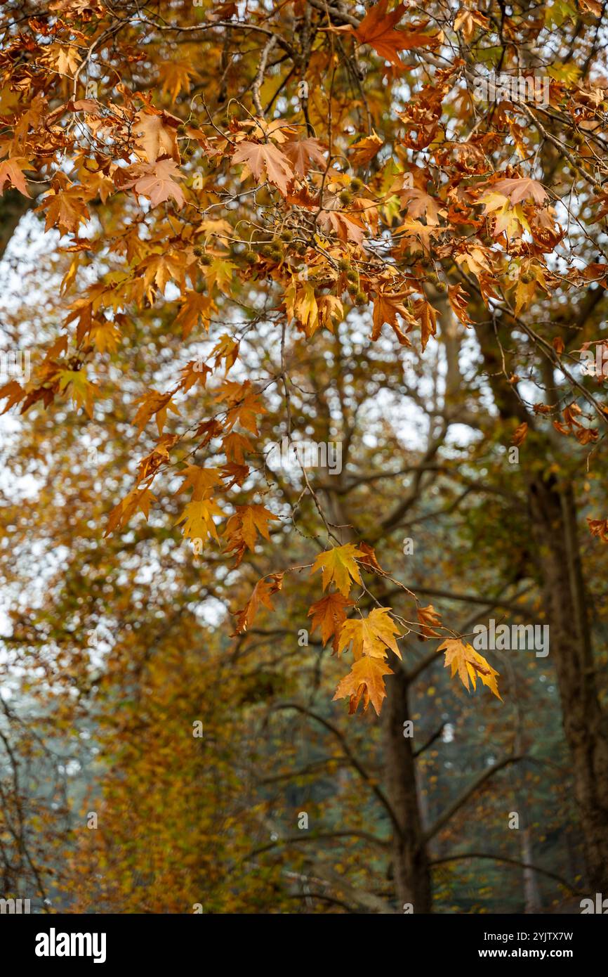 Bijbehara, India. 15th Nov, 2024. A view of vibrant orange maple leaves ...