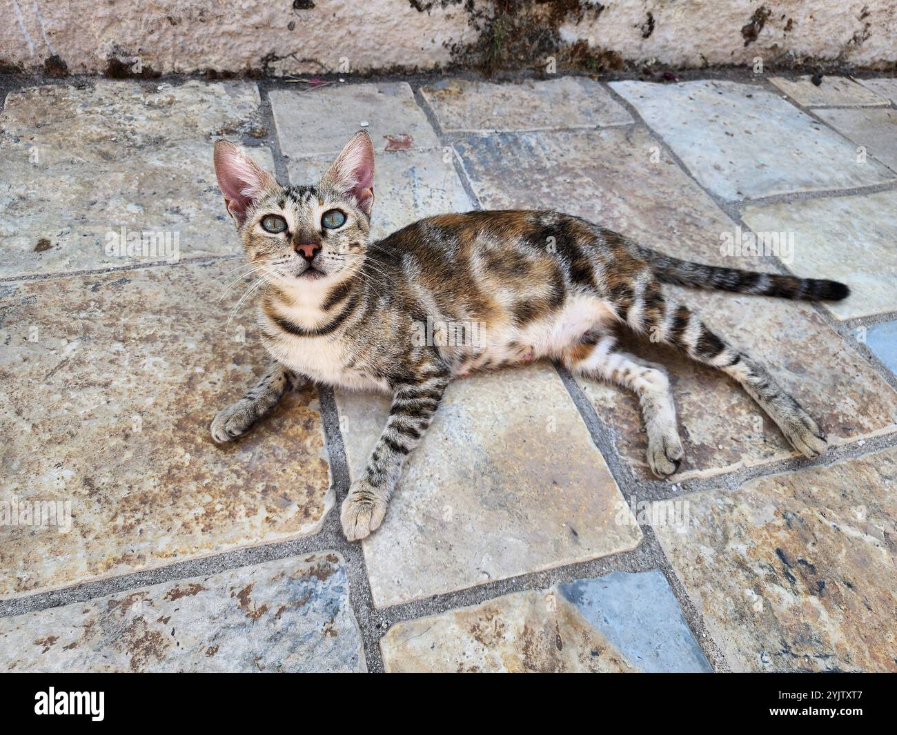 Greek feral cat Stock Photo - Alamy