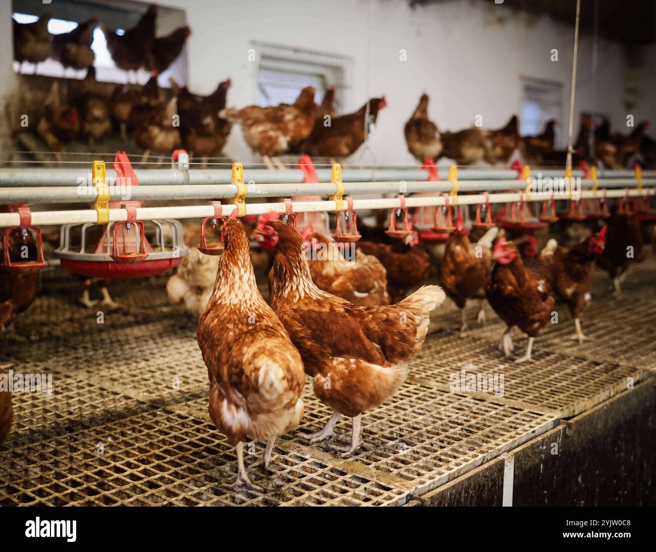 12.11.2024, Mattsee, AUT, Unterwegs in Salzburg, Feature, Symbolbild ...