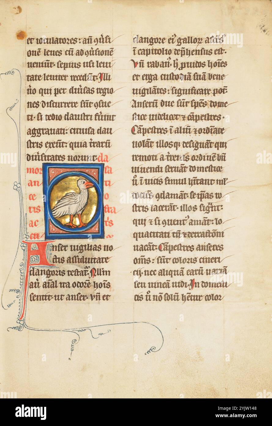 A Goose; De Natura Avium; De Pastoribus et Ovibus; Bestiarium ...