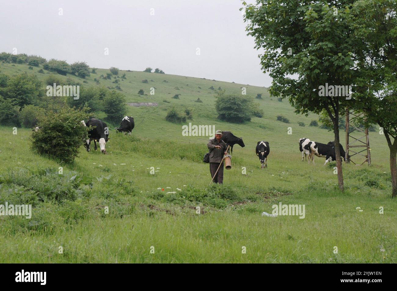 May 21,2005 Bulgarian catleman former with his catles(cows) still man ...