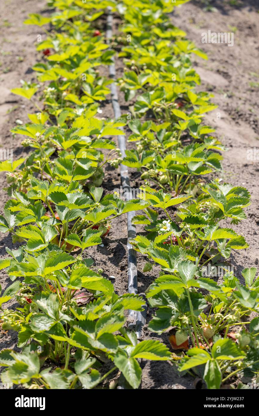 Strawberry plants growing in rows are being watered by a drip ...