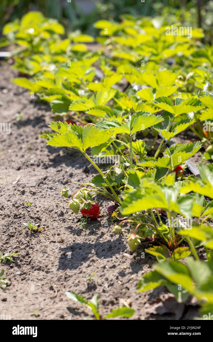 Ripe strawberries thriving in hi-res stock photography and images - Alamy