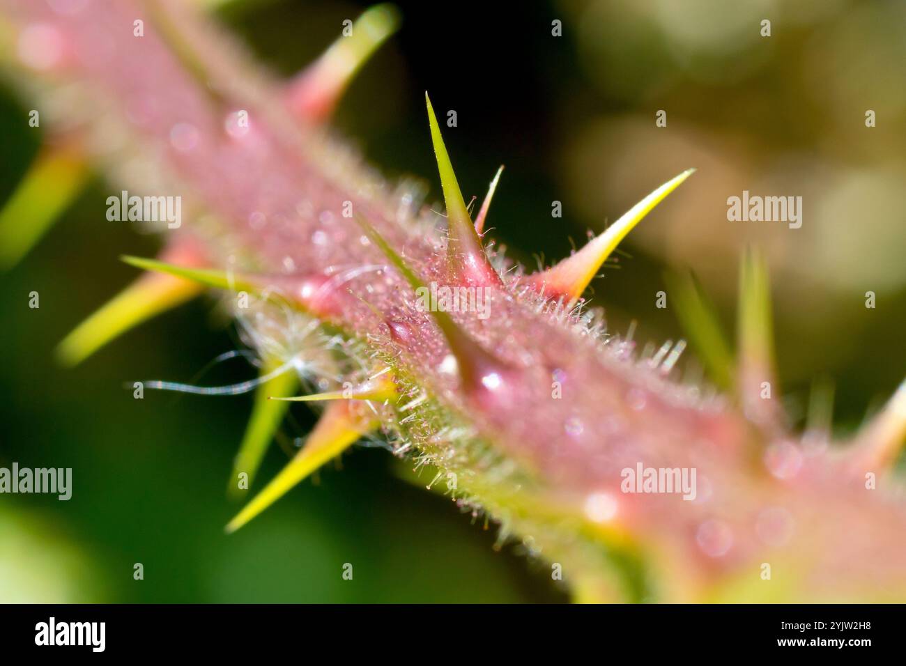Thorns blackberry bramble hi-res stock photography and images - Alamy