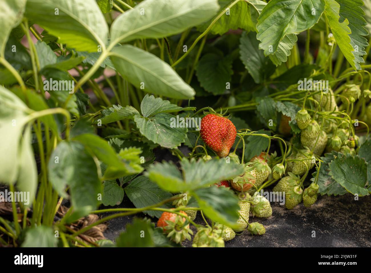 Strawberry stages hi-res stock photography and images - Alamy