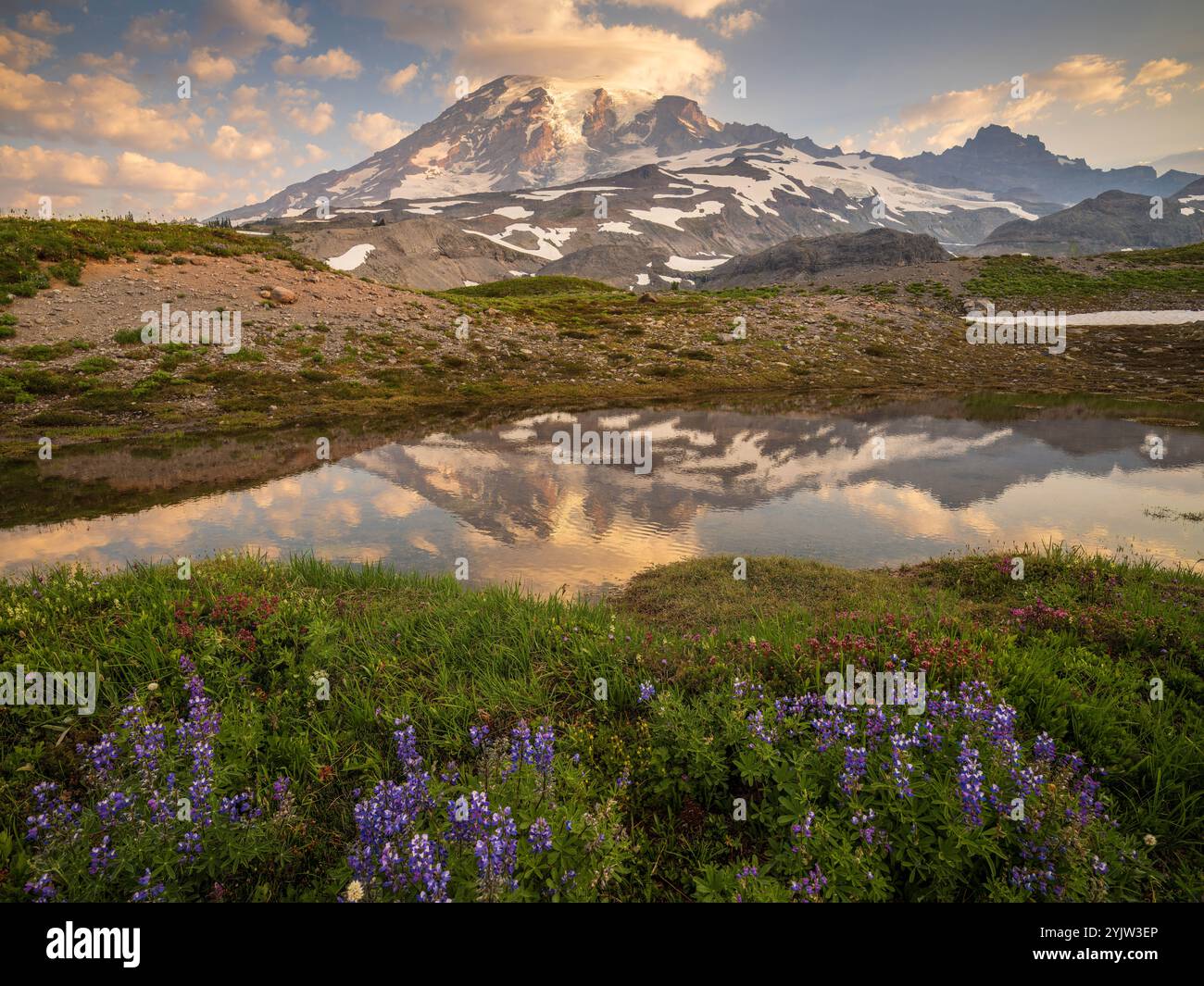 Mount Rainier Wildflowers Reflection Stock Photo - Alamy