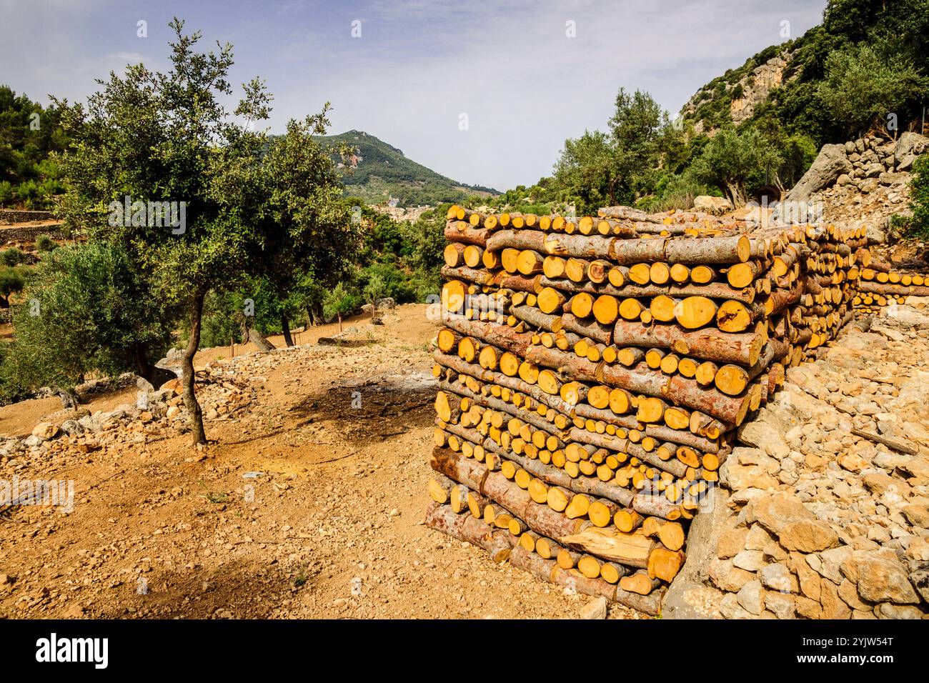 Halepo pine wood, Pinus halepensis. Sierra de Son Moragues. Valldemossa ...