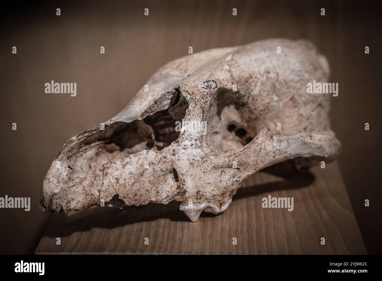 Skull of a dole (Cuon alpinus) from the Moors' Cave of Gabasa, Peralta ...