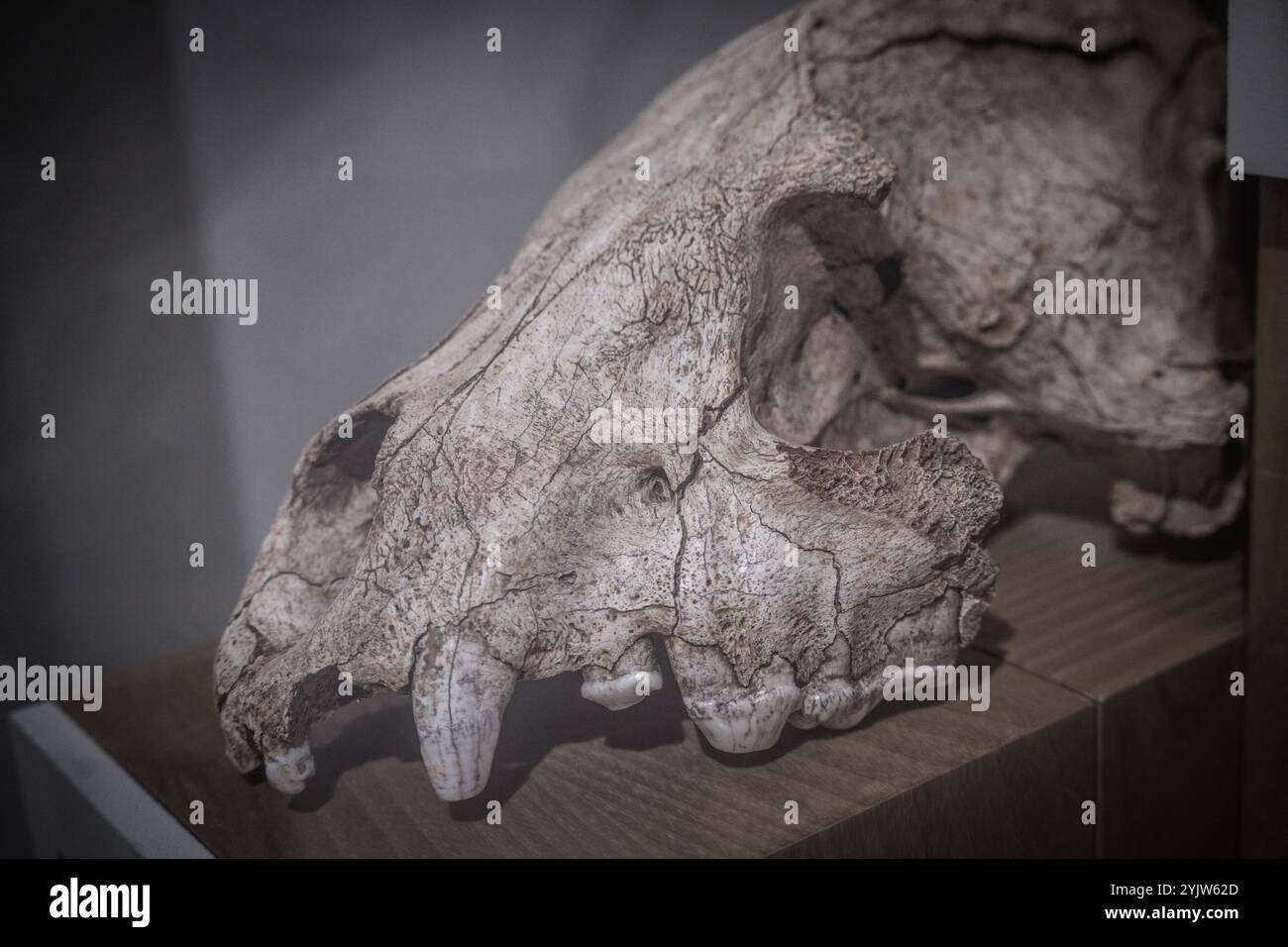 skull of a cave hyena, crocuta crocuta spelea, from the Moors' Cave of ...