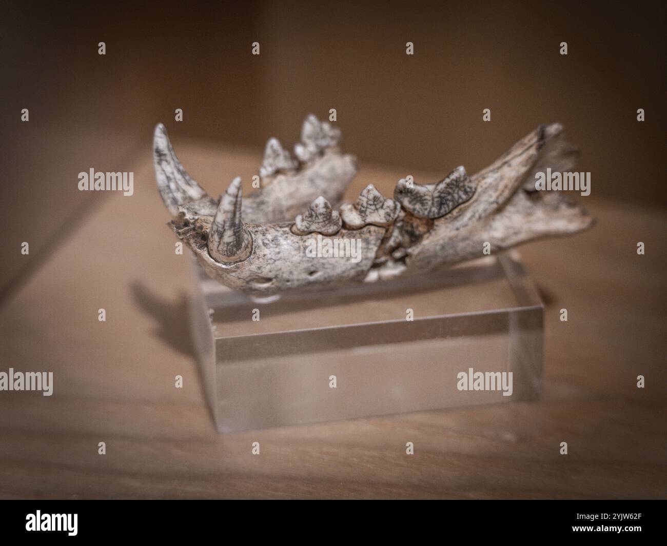 lower jaw of the lynx, Lynx spelea, from the Moors' Cave of Gabasa ...