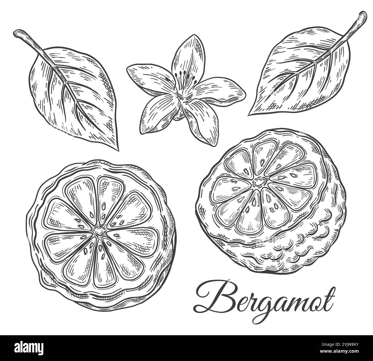 Bergamot, kaffir lime citrus fruit, tropical green lemon, orange slice cut with flower, leaf ...