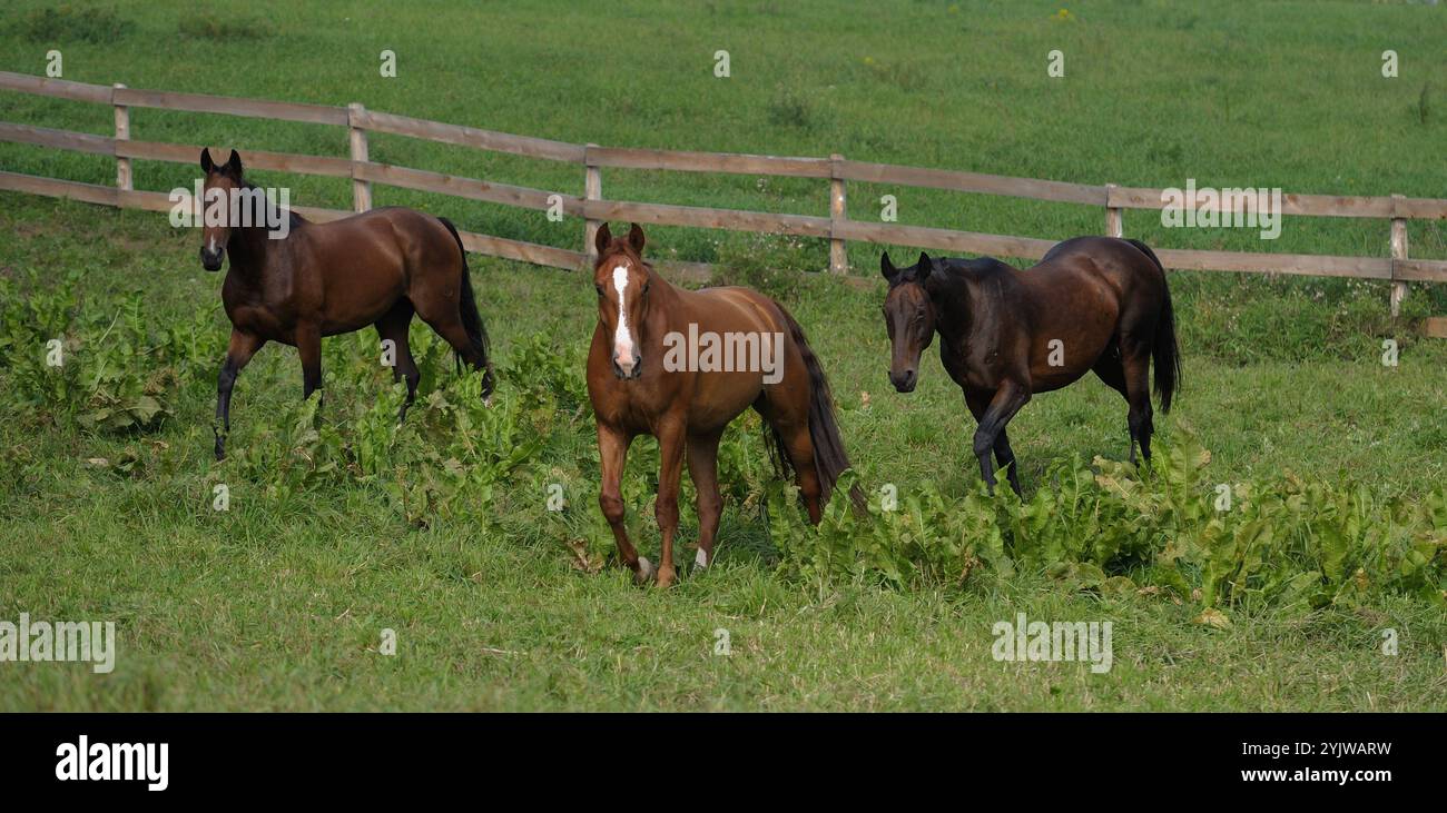 Horse buddies hi-res stock photography and images - Alamy