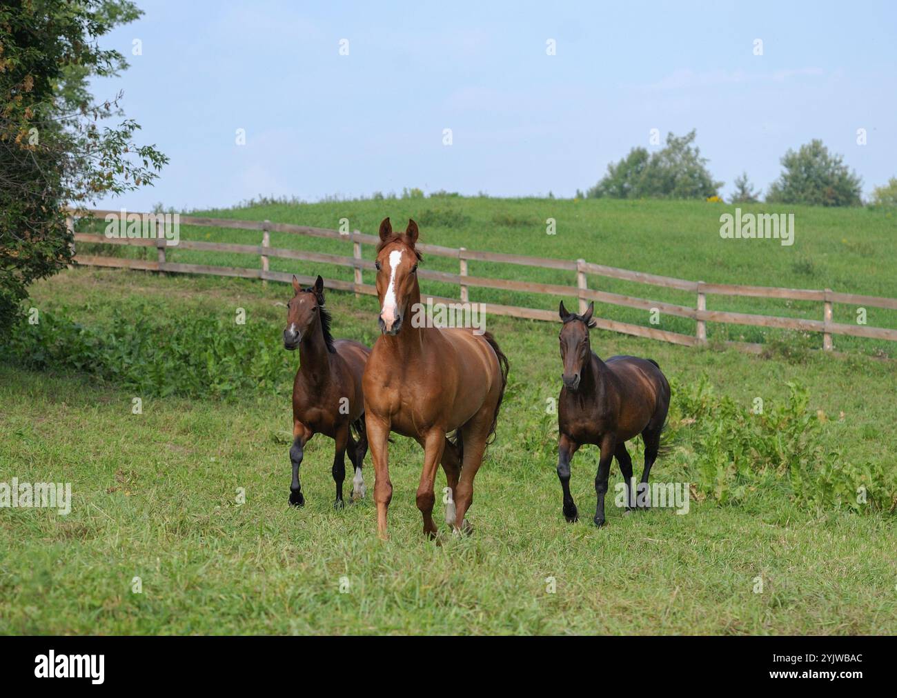 Horse buddies hi-res stock photography and images - Alamy