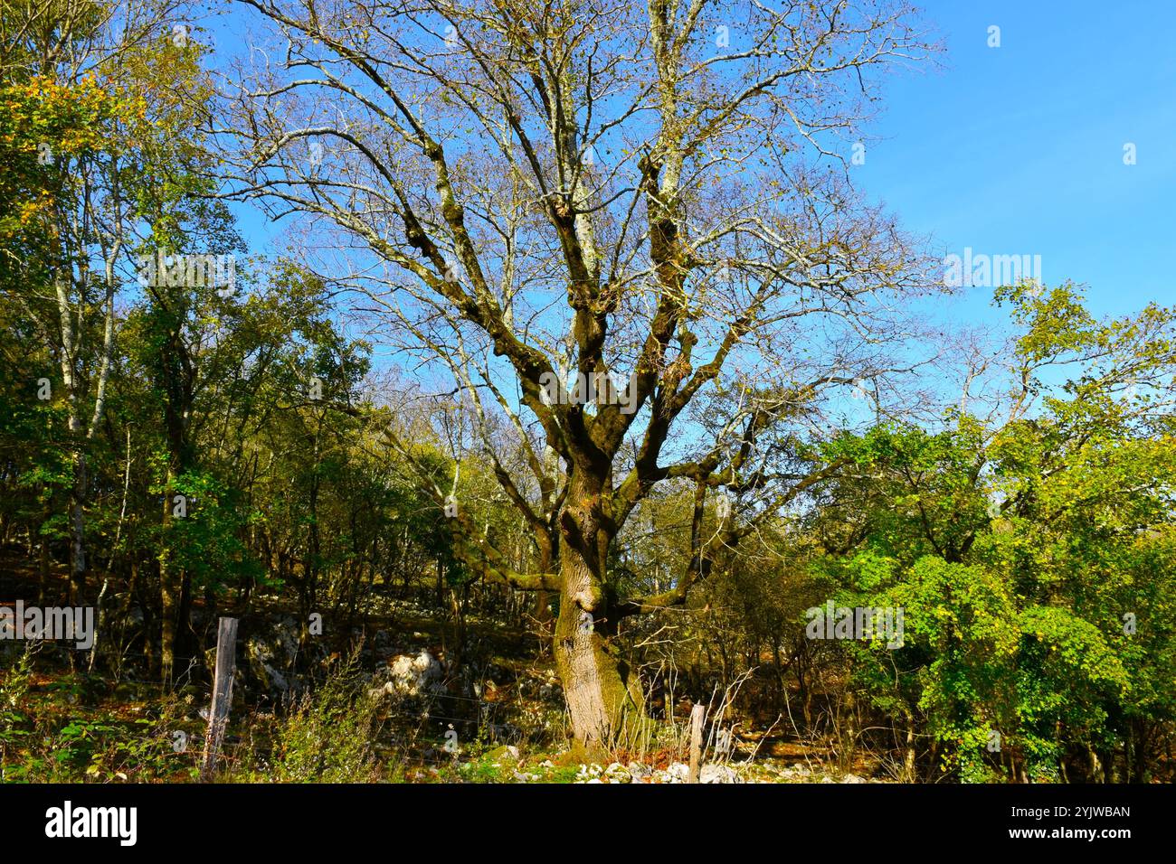 Leafless field maple (Acer campestre) tree Stock Photo - Alamy