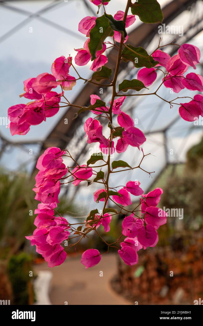 Mediterranean Biome a part of the Multiple greenhouse complex by ...