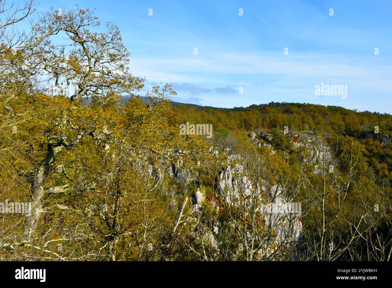 Autumn colored downy oak (quercus pubescens) tree and landscape above ...