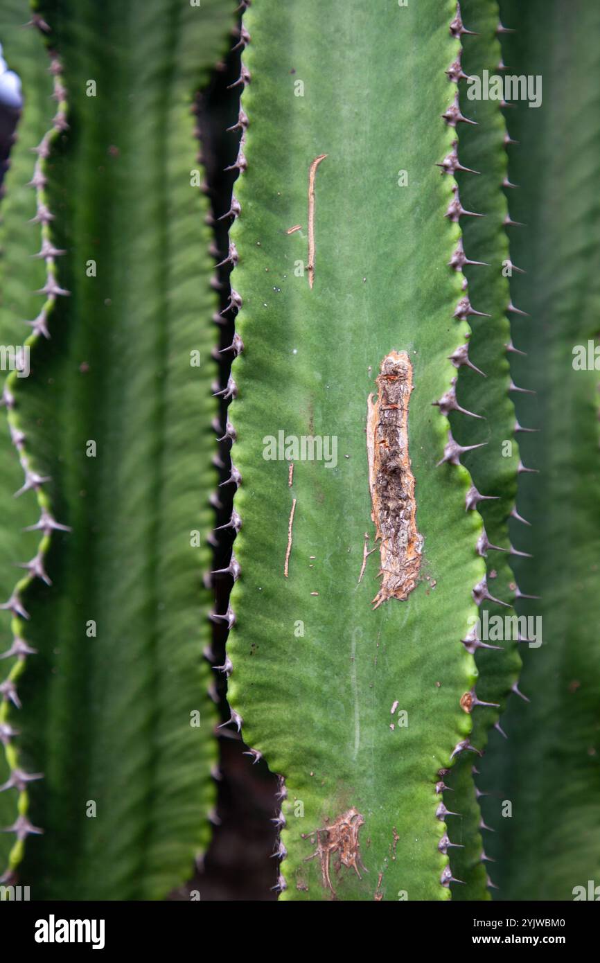 A cactus in the Mediterranean Biome a part of the Multiple greenhouse ...