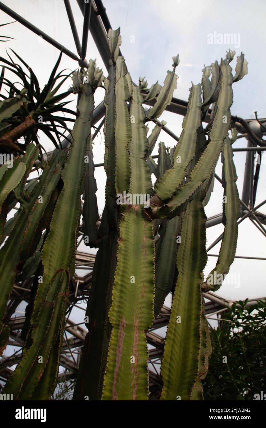 A cactus in the Mediterranean Biome a part of the Multiple greenhouse ...