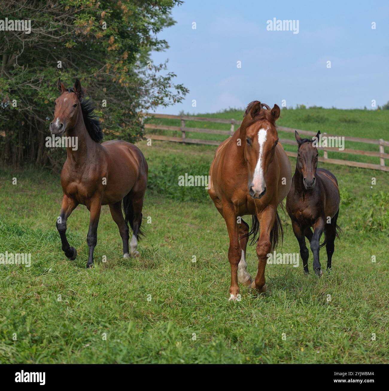 Pen pasture hi-res stock photography and images - Alamy