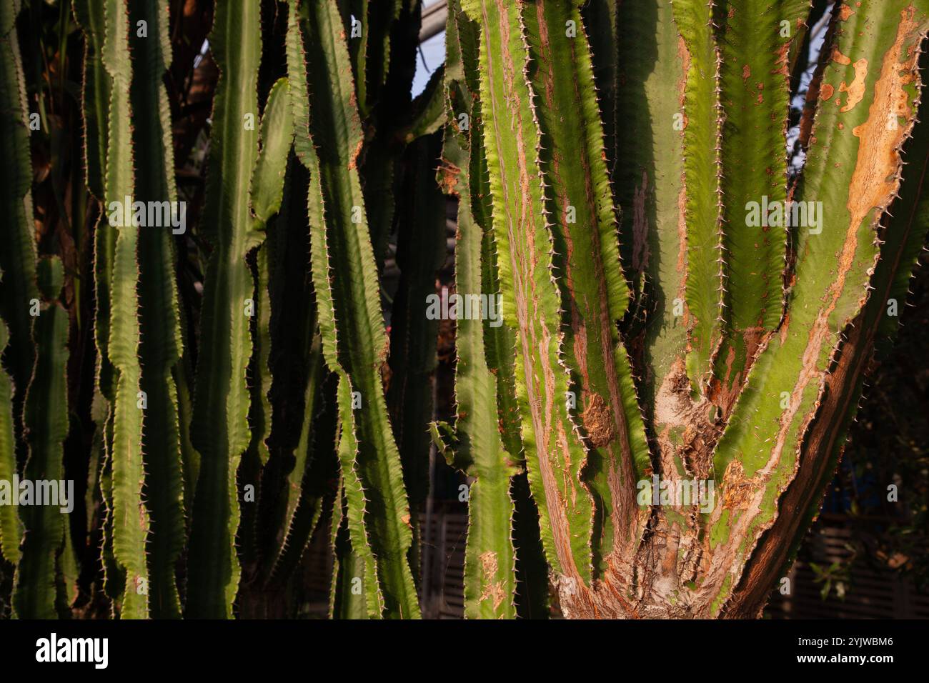 A cactus in the Mediterranean Biome a part of the Multiple greenhouse ...