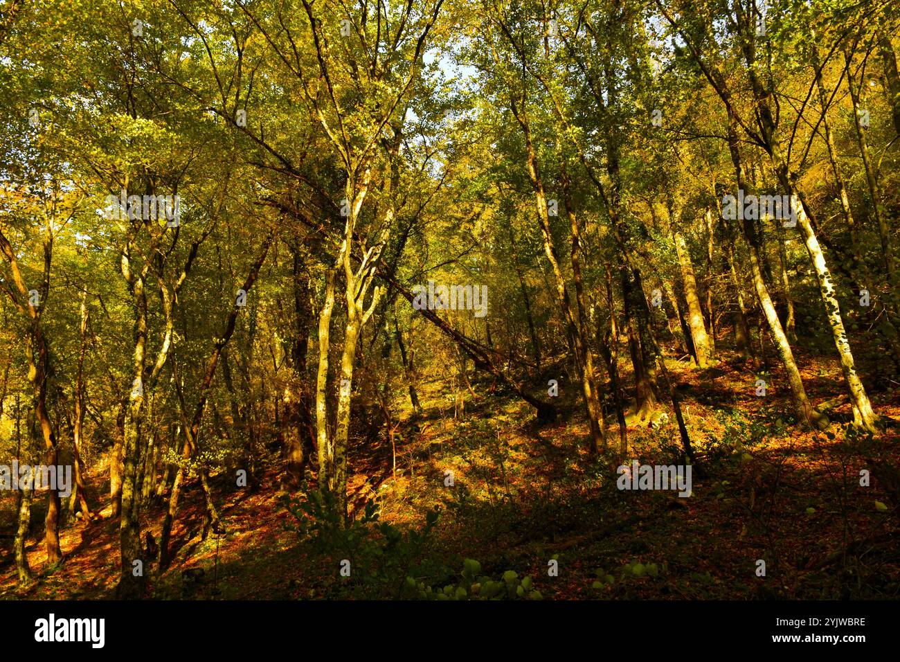 Autumn broadleaf, temperate, deciduous forest Stock Photo - Alamy