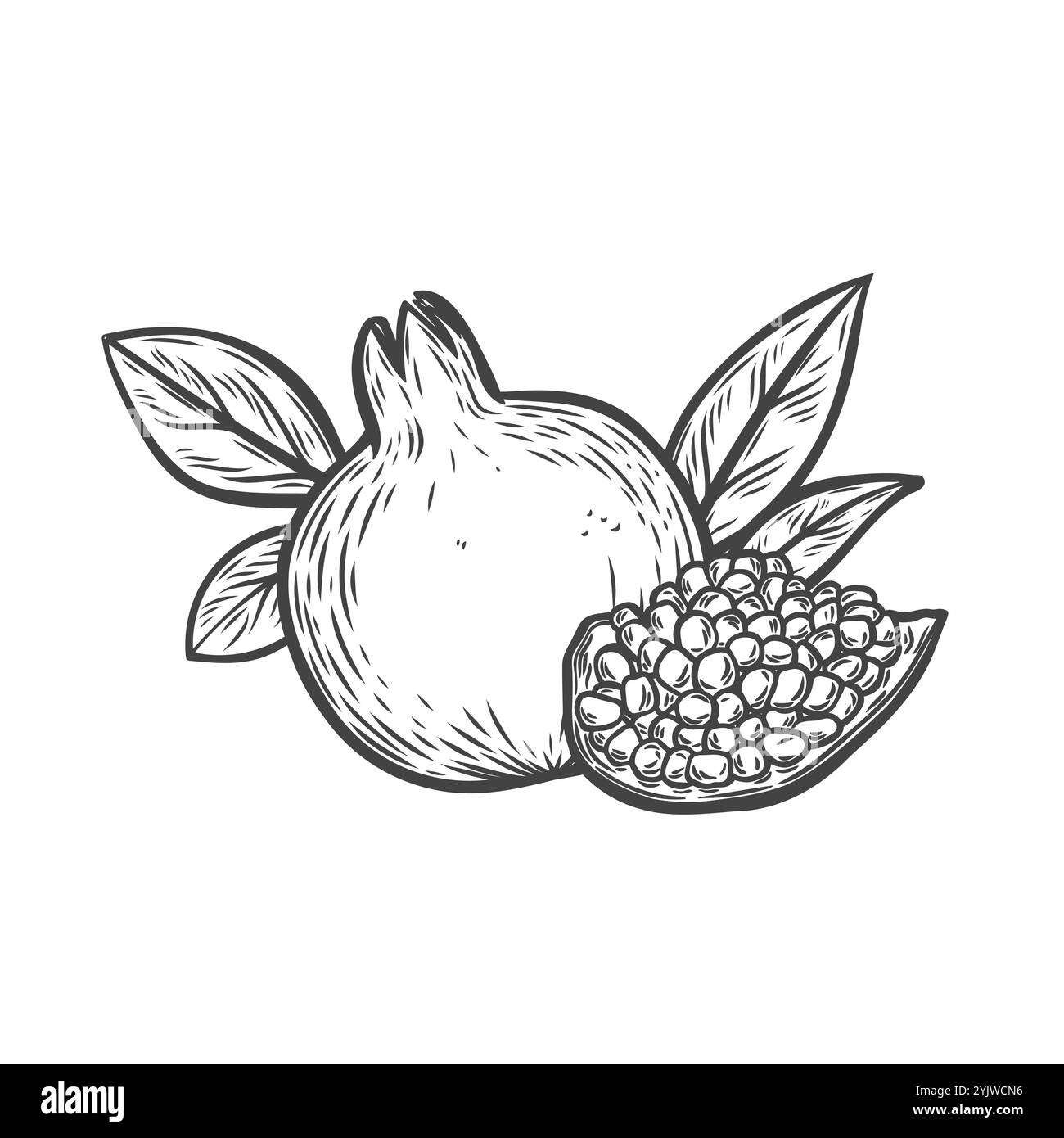 Pomegranate fruit in line drawing style Stock Vector Image & Art - Alamy