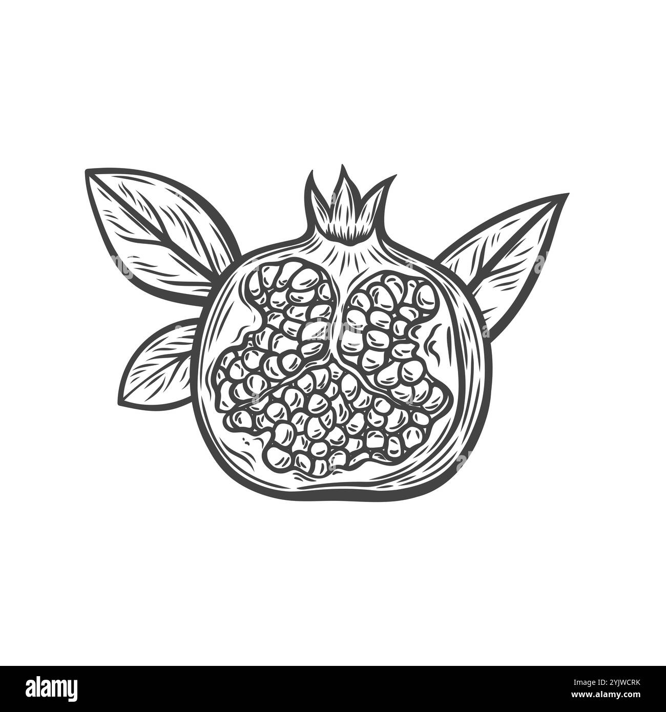 Pomegranate fruit in line drawing style Stock Vector Image & Art - Alamy