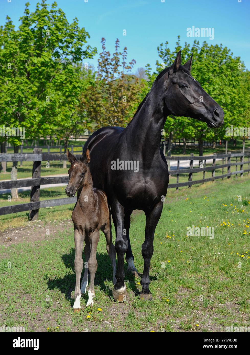 horse mare and foal colt or filly in field or paddock of green pasture ...