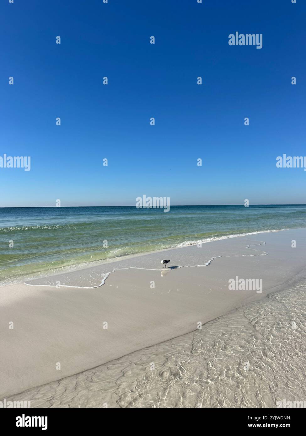 Sandbar with birds on the Gulf of Mexico Florida Stock Photo - Alamy