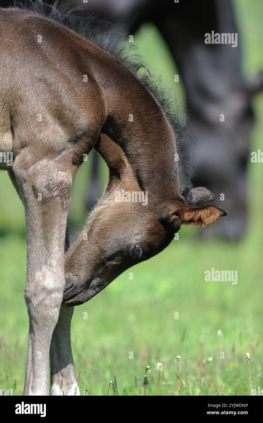 horse mare and foal colt or filly in field or paddock of green pasture ...