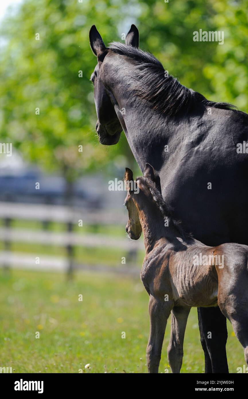 Baby Black Horse
