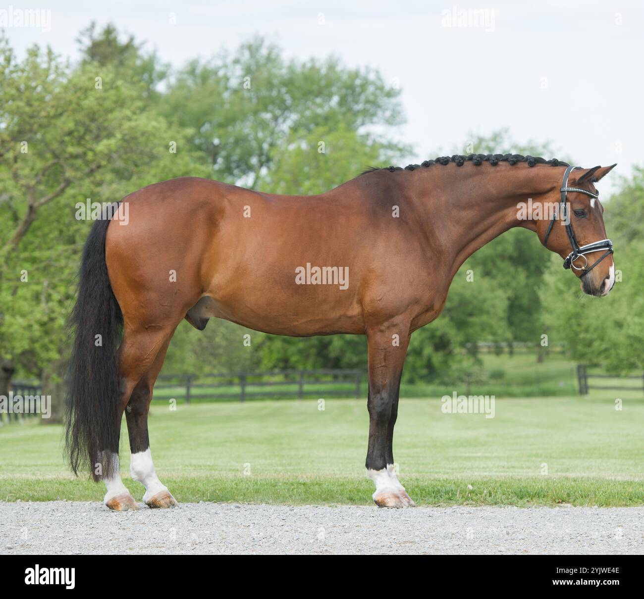 full body side view conformation shot of warmblood hanoverian stallion ...