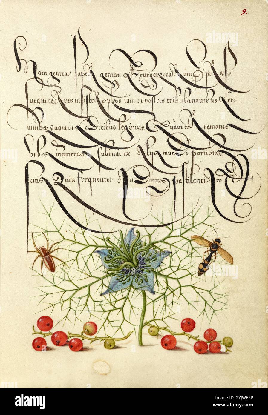Spider, Love-in-a-Mist, Potter Wasp, and Red Currant; Mira ...