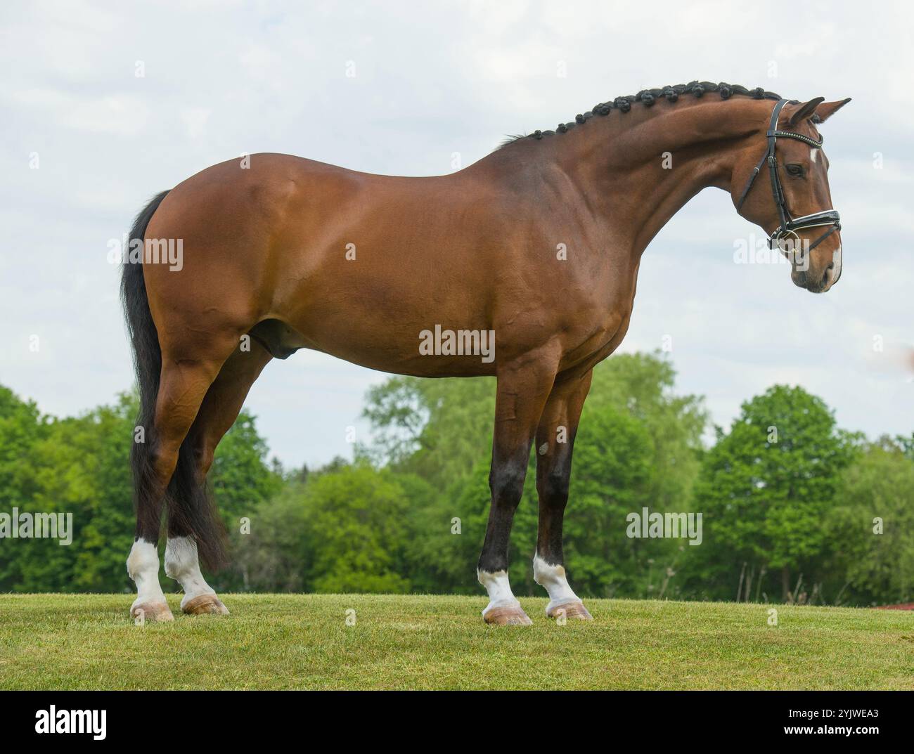 full body side view conformation shot of warmblood hanoverian stallion ...