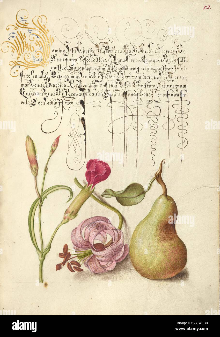 Carnation, Martagon Lily, and Pear; Mira calligraphiae monumenta, 1561 ...