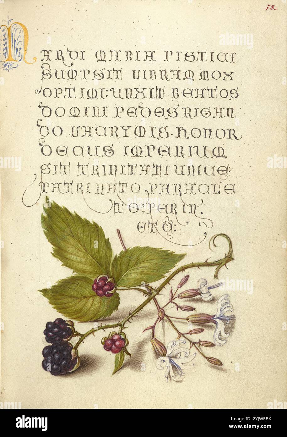 Blackberry and Nottingham Catchfly; Mira calligraphiae monumenta, 1561 ...
