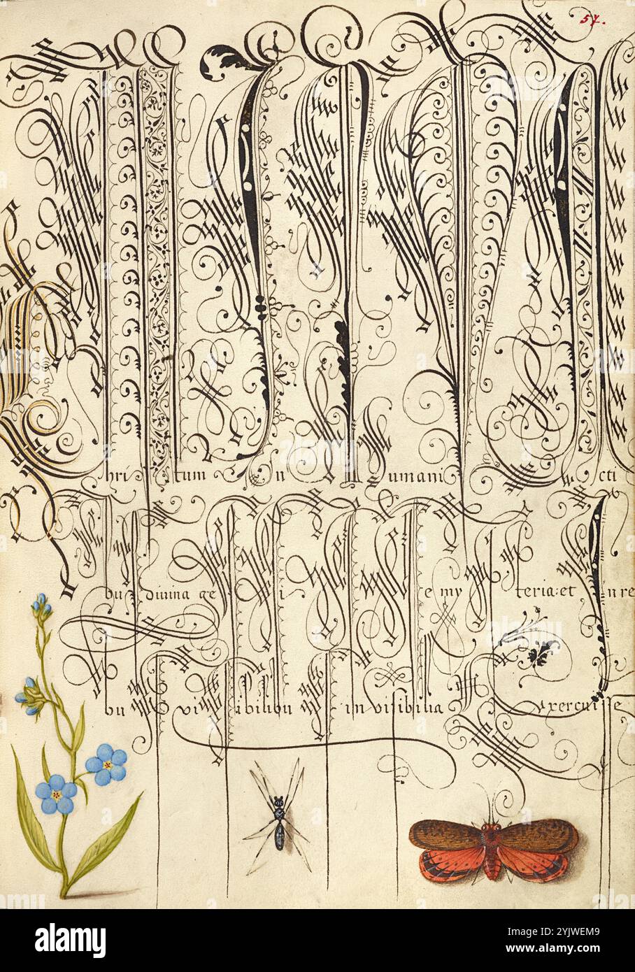 Creeping Forget-Me-Not, Insect, and Planthopper; Mira calligraphiae ...