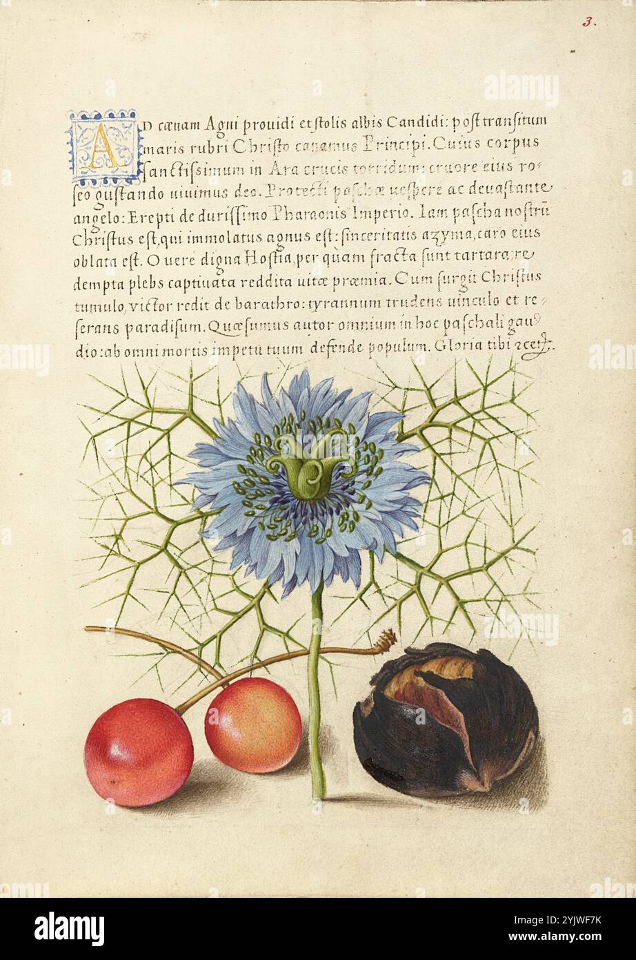 Manuscript illumi hi-res stock photography and images - Alamy